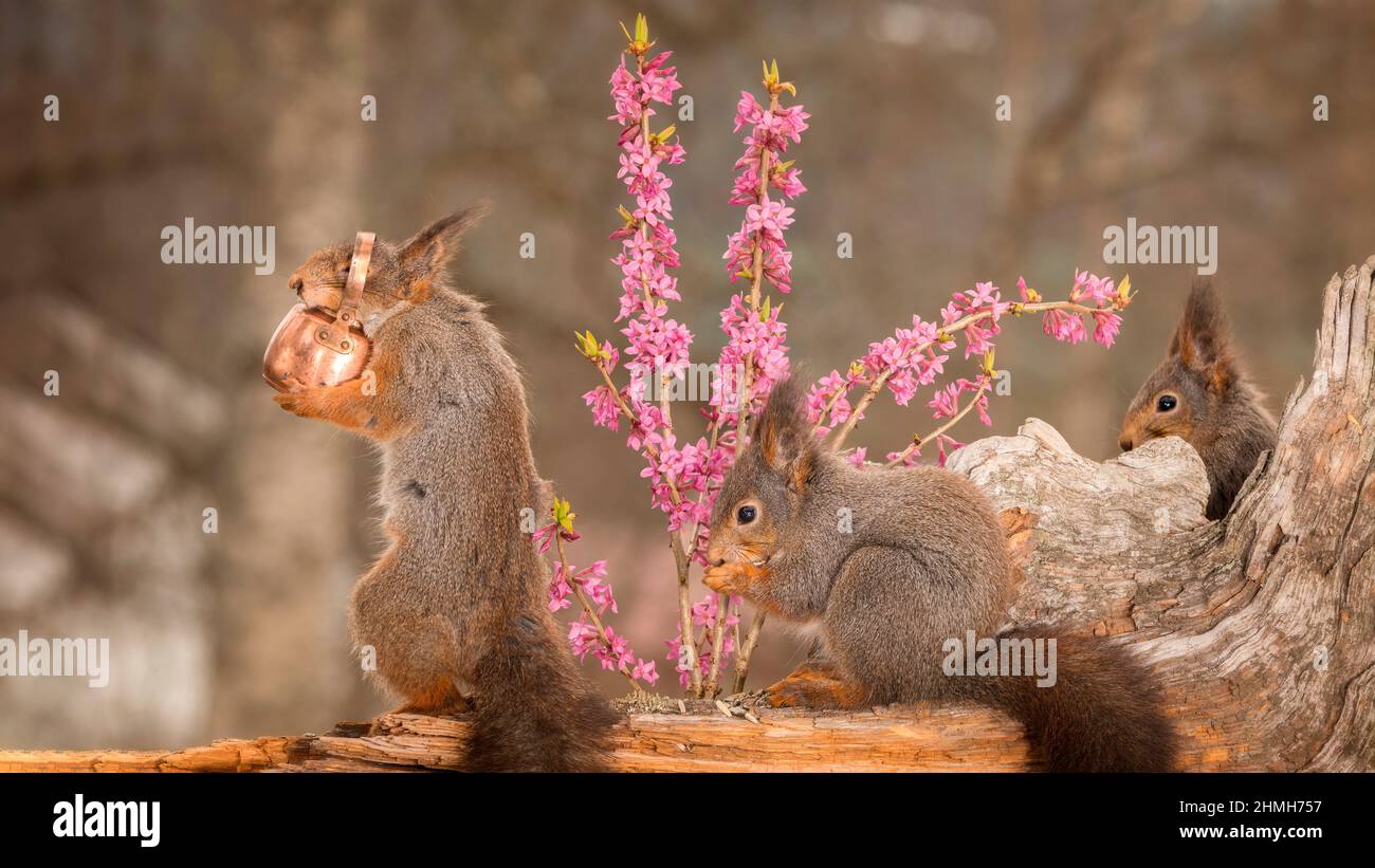 Daphne tree hi-res stock photography and images - Alamy