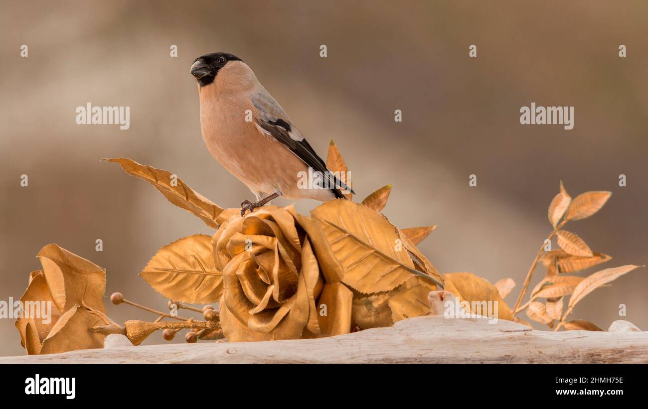 Rose finch hi-res stock photography and images - Alamy