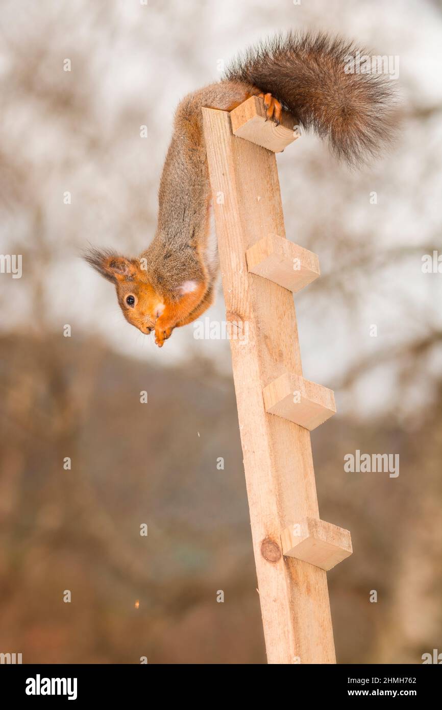 Red squirrel standing on stilts looking at the camera hi-res stock ...
