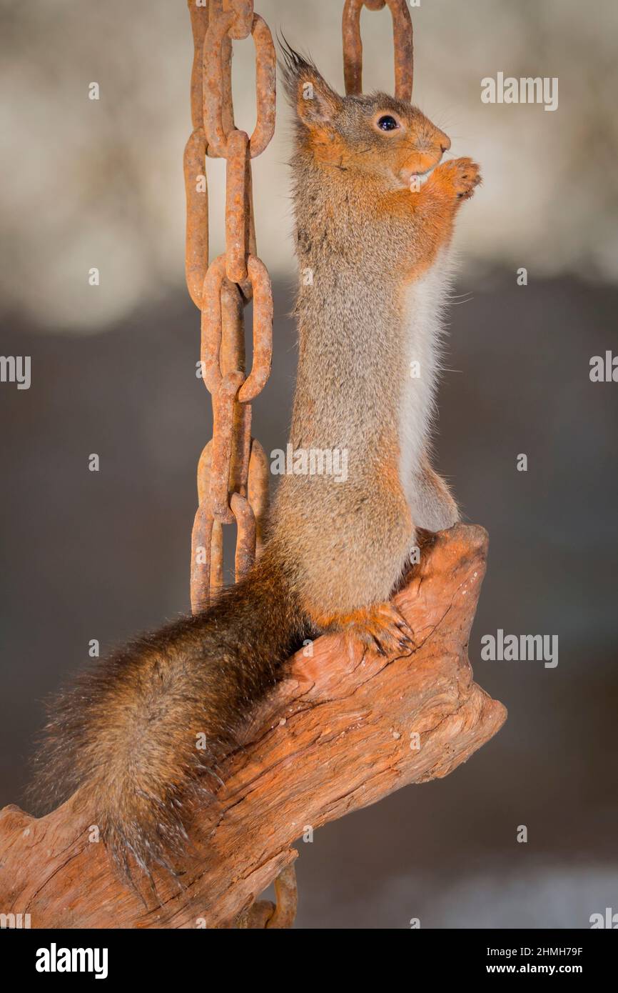 Tree rusty chains hi-res stock photography and images - Alamy