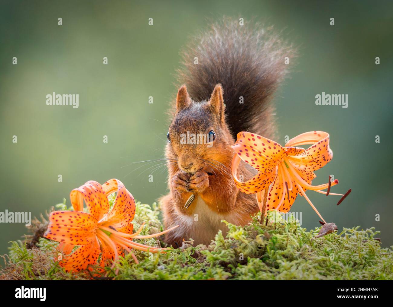 Red moss flowers hi-res stock photography and images - Alamy