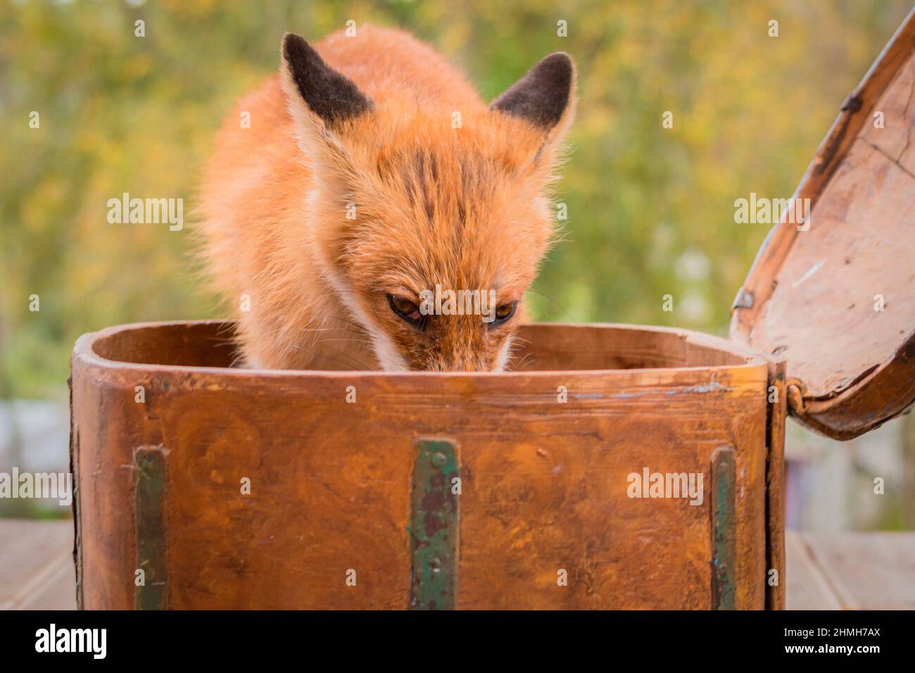 Fox looking up hi-res stock photography and images - Alamy