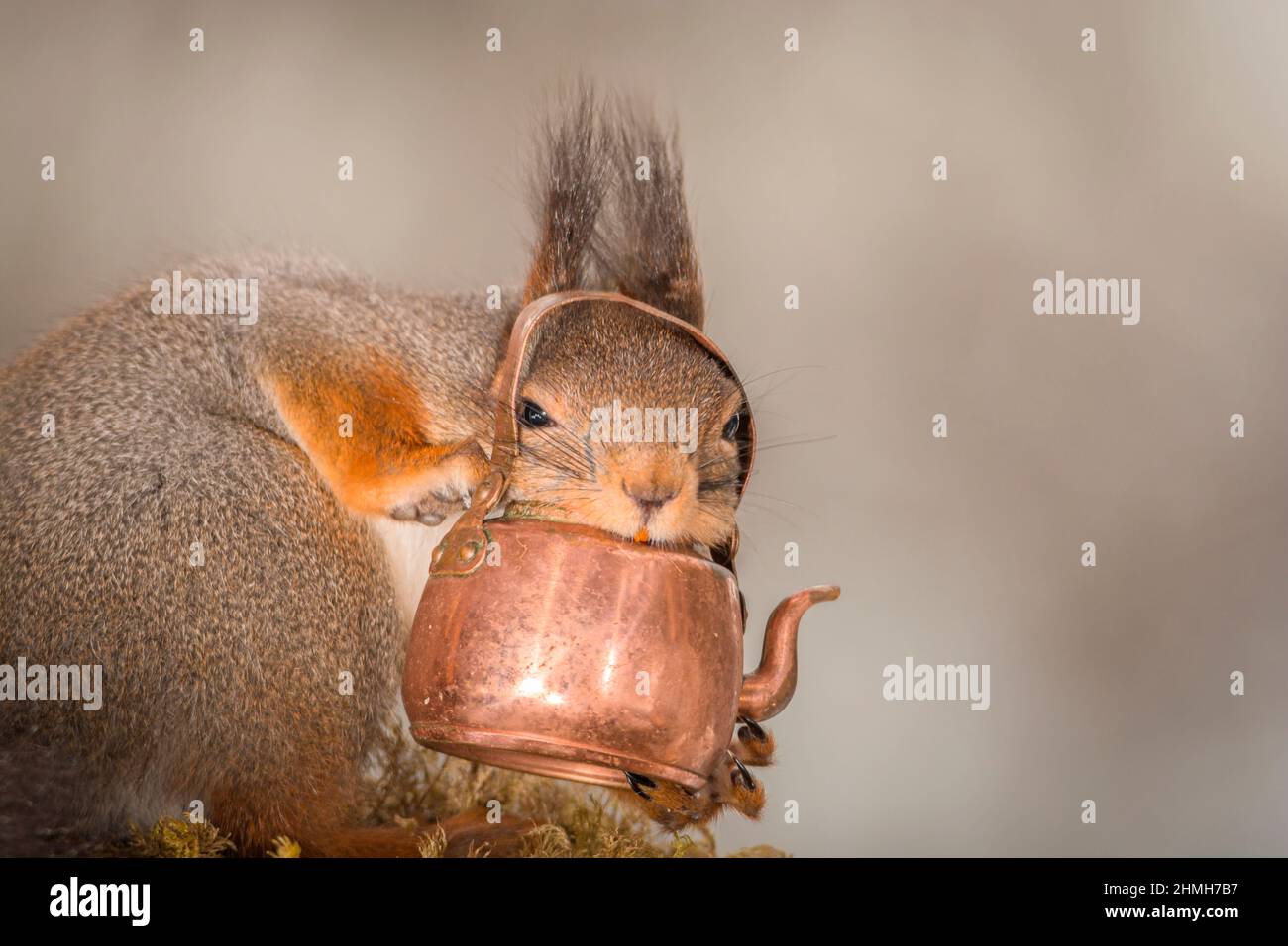 red squirrel with copper kettle in hands and looking through the handle ...