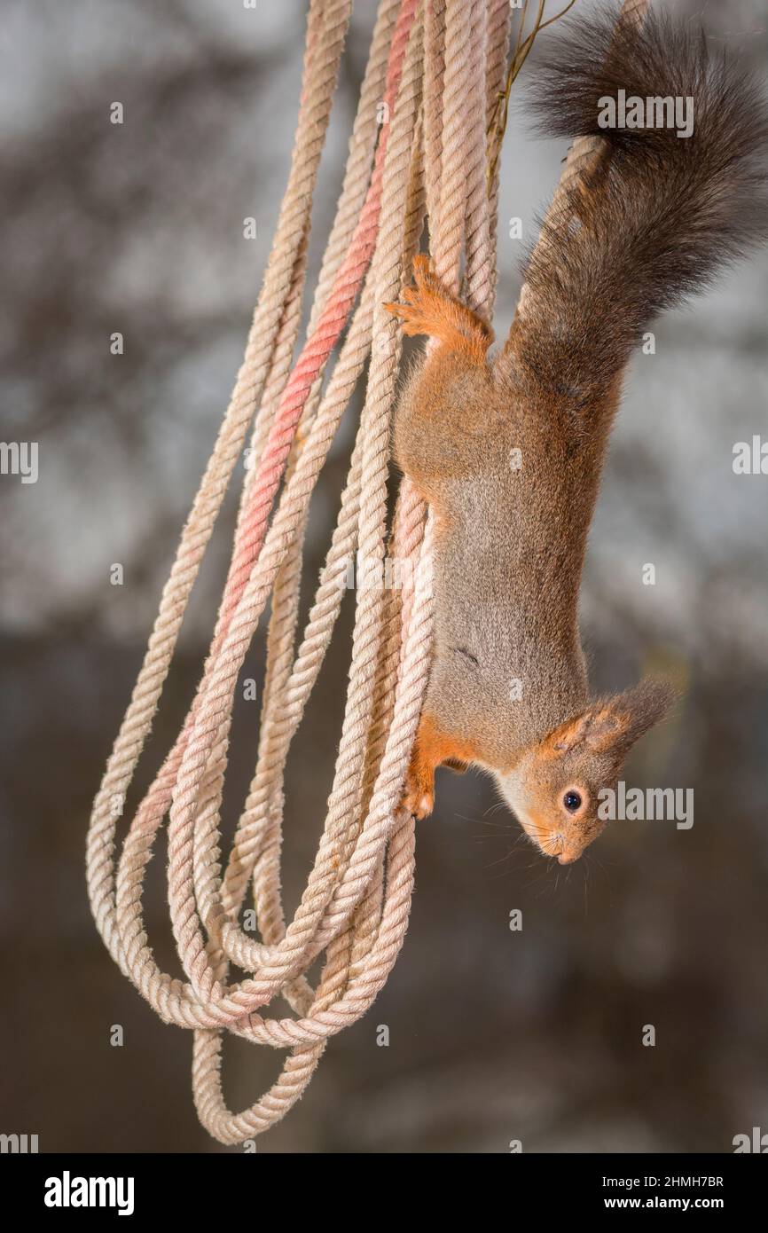 Hawser rope hi-res stock photography and images - Alamy