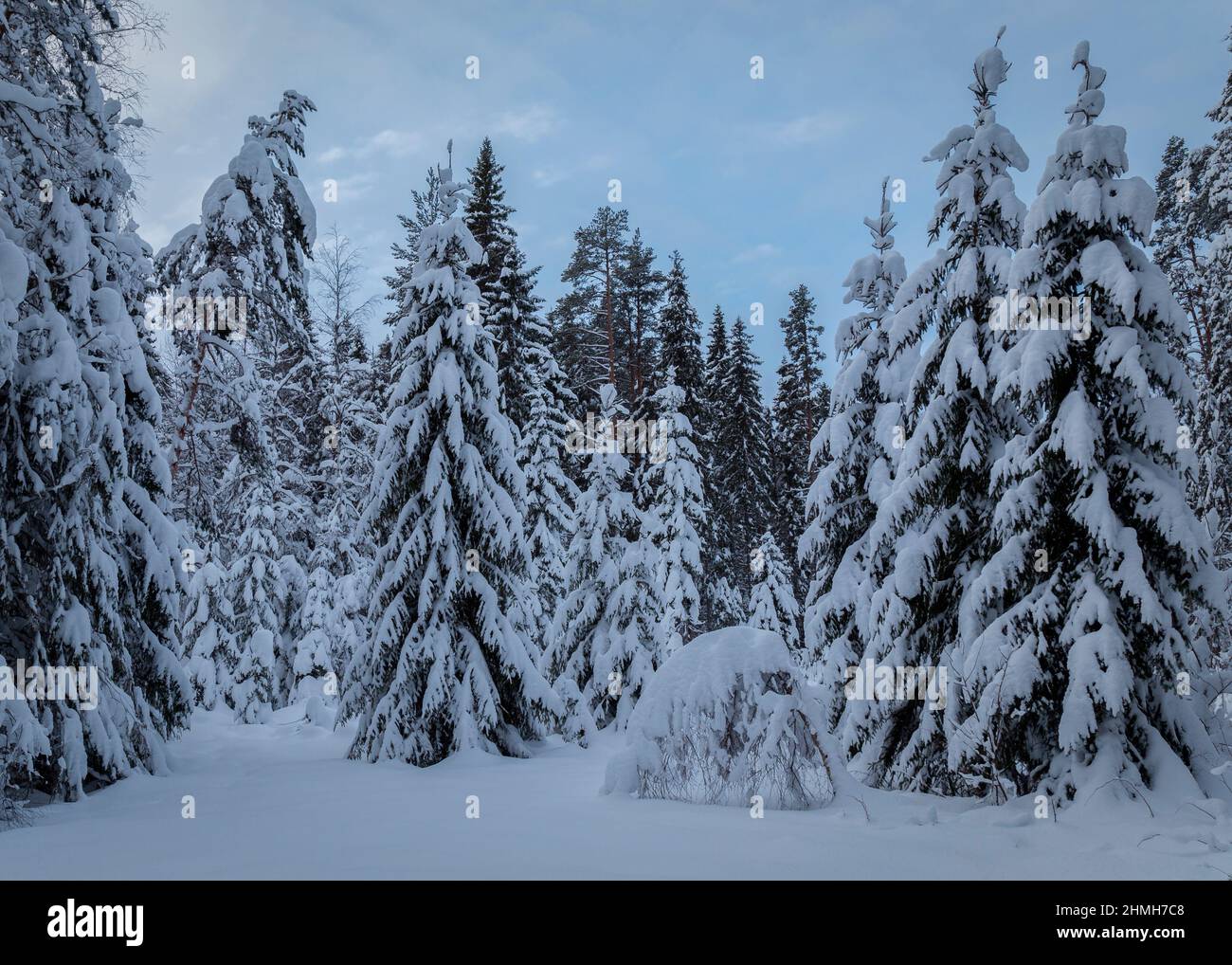 Load of trees hi-res stock photography and images - Alamy