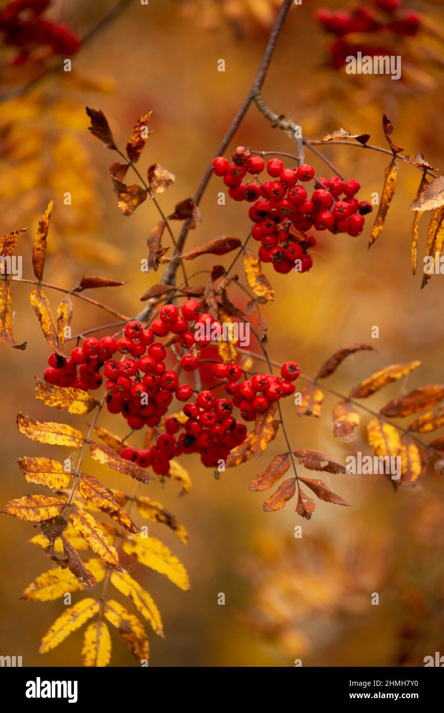 Rowan (Sorbus aucuparia) branches with red berries in October Stock ...
