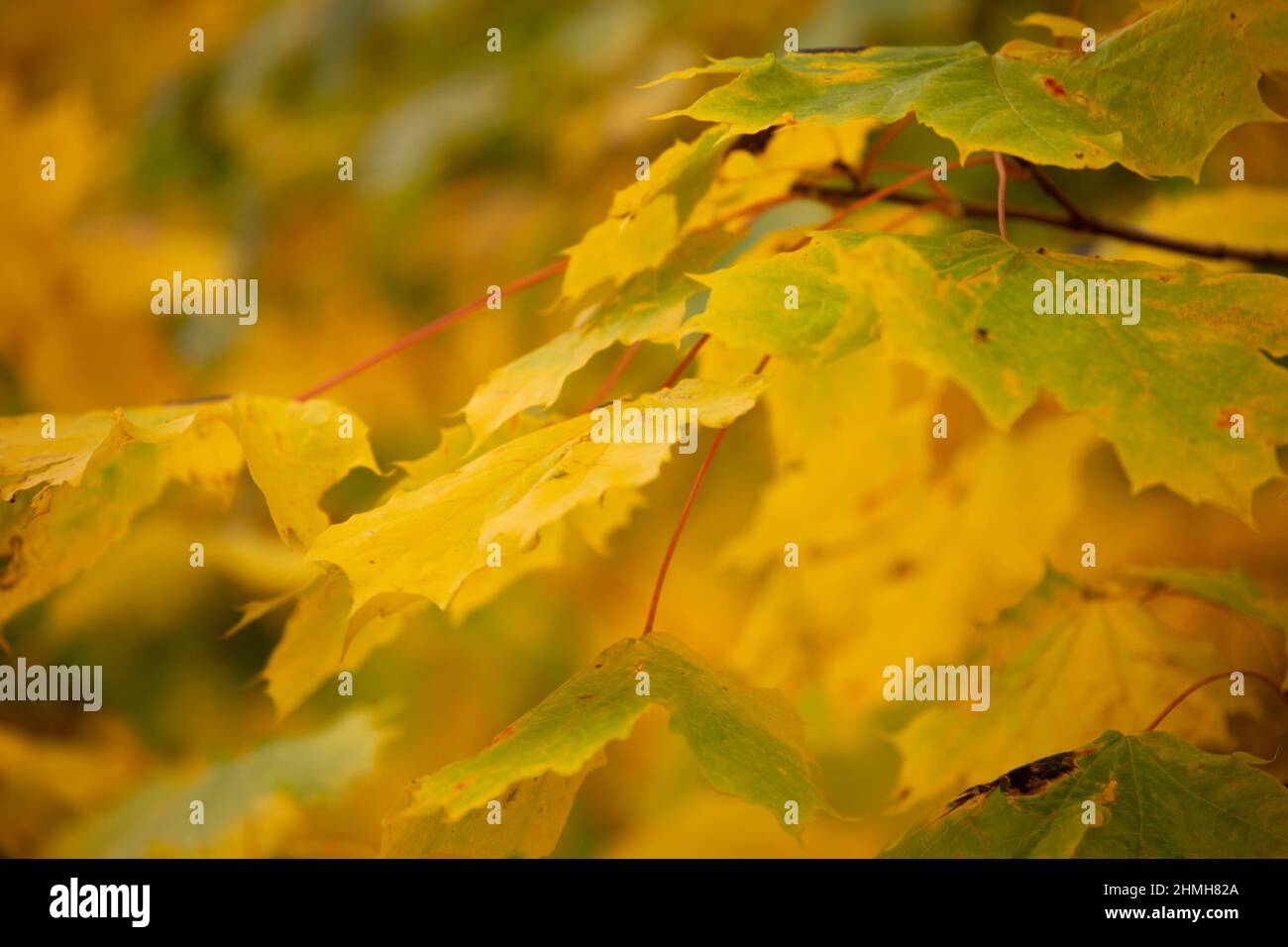 Nature scenery hi-res stock photography and images - Alamy