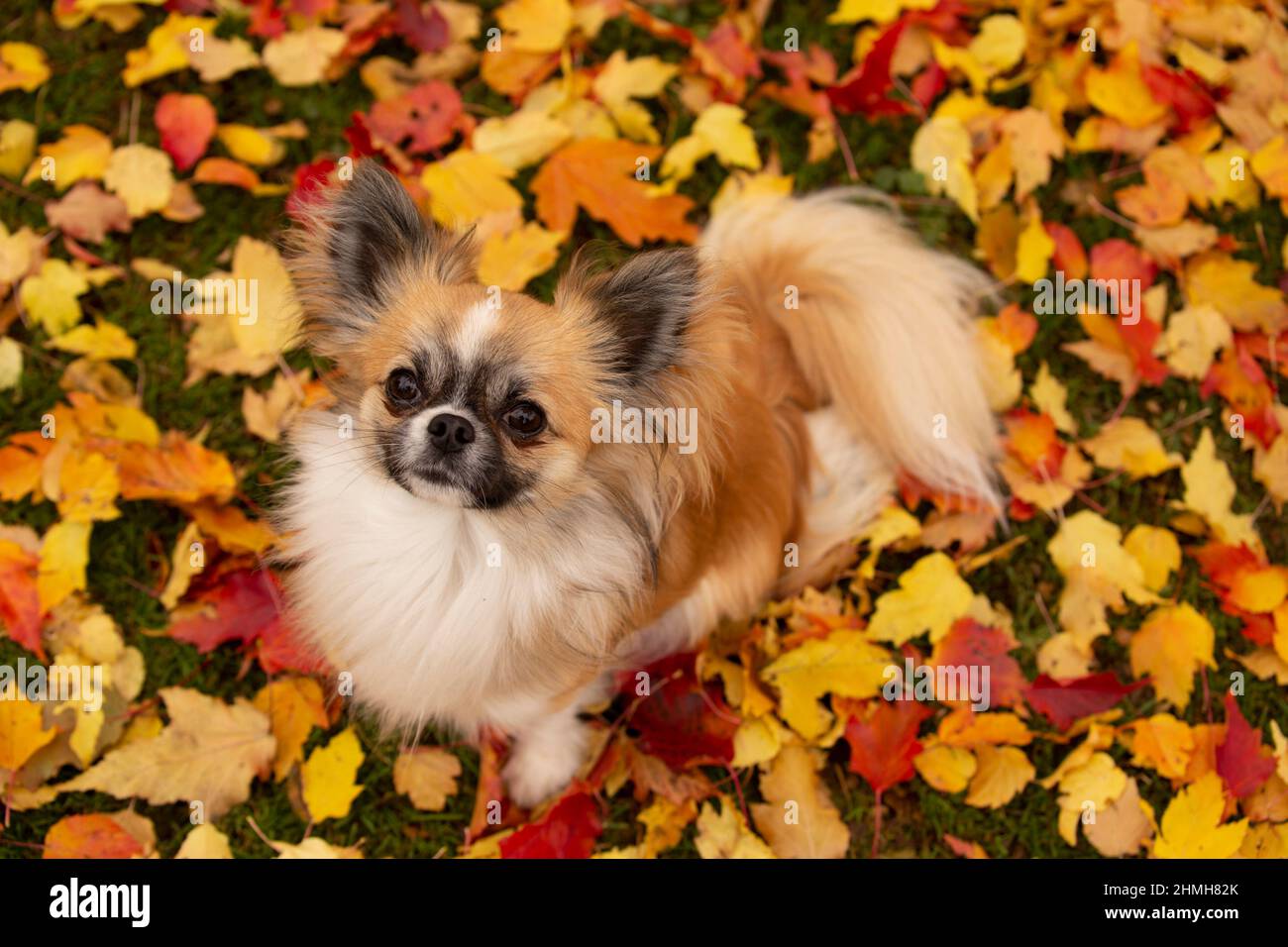 Long-haired Chihuahua standing on the ground, colorful leaves around ...