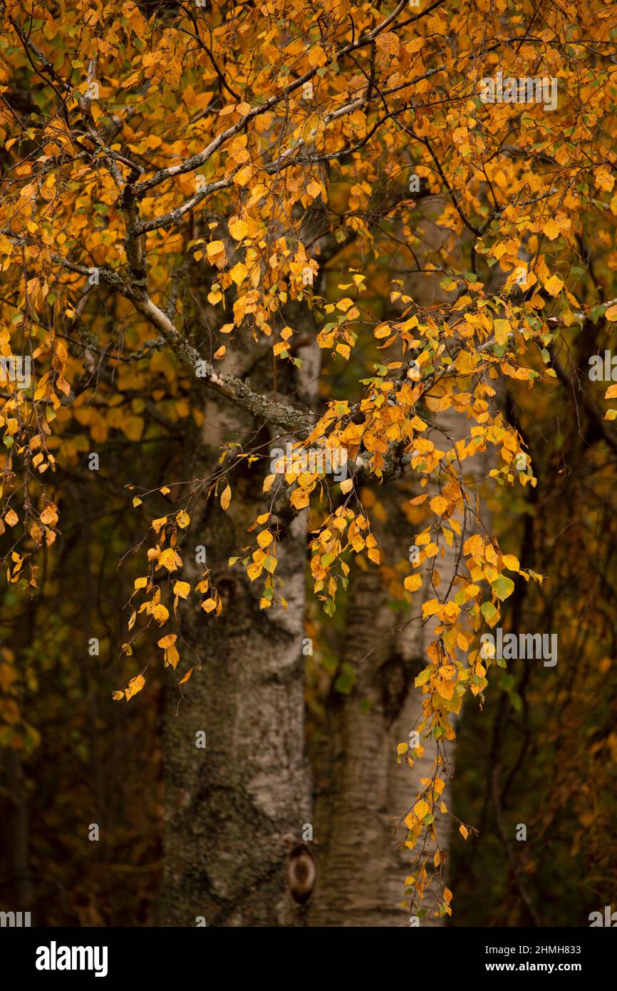 October fall color hi-res stock photography and images - Alamy