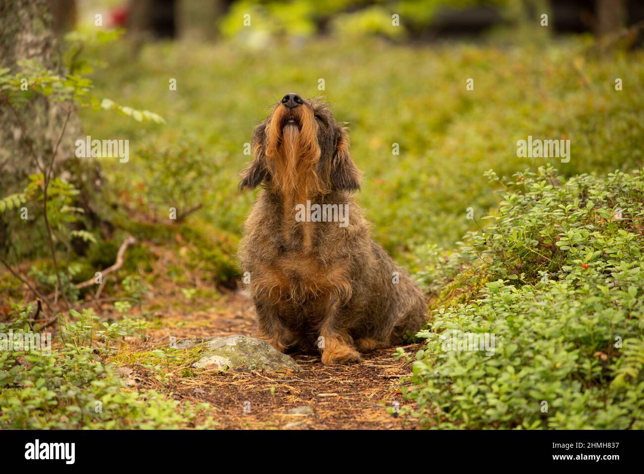 Wire-haired Dachshund sniffing the air, August, Finland Stock Photo - Alamy