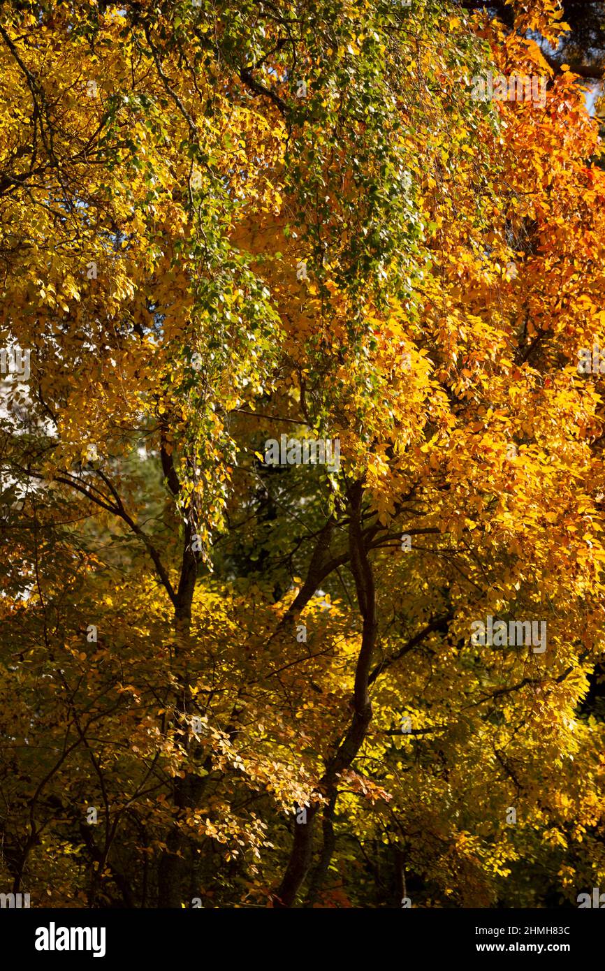 Deciduous trees in autumn colors, fall nature scene Stock Photo - Alamy