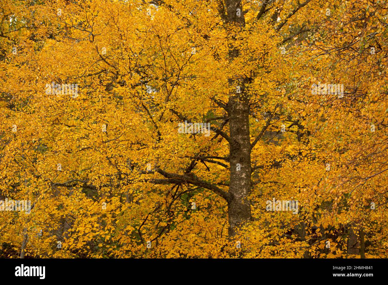 Birch Tree in Fall Color, October, Finland Stock Photo - Alamy