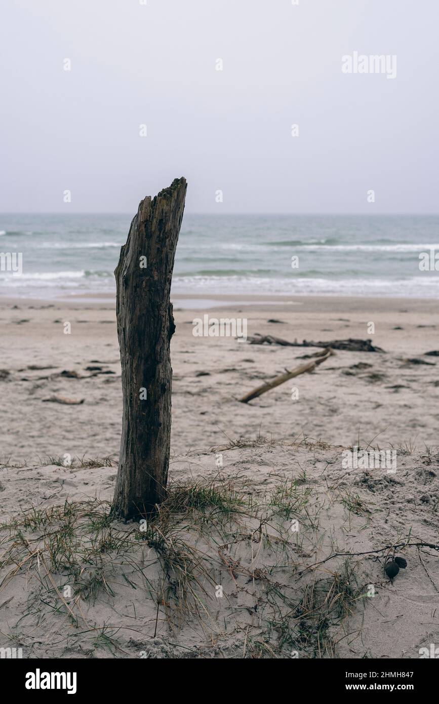 European beach tree hi-res stock photography and images - Alamy
