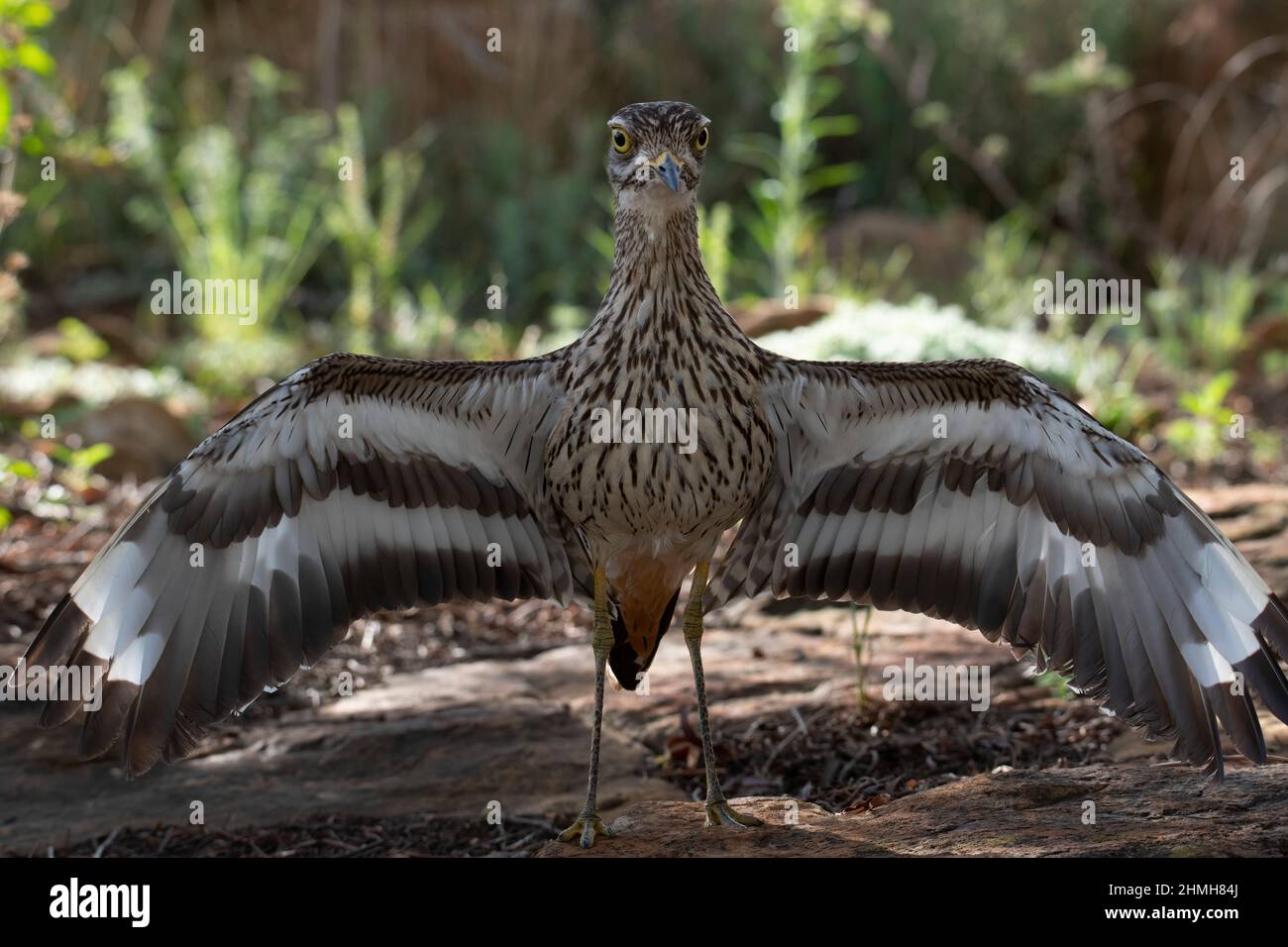 Female spotted thick-knee (Burhinus capensis Stock Photo - Alamy
