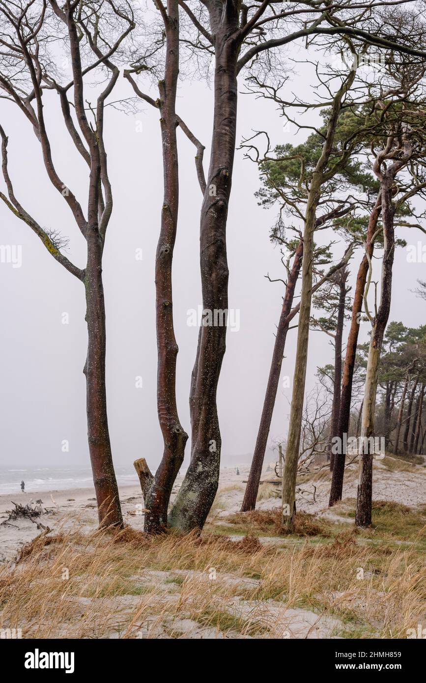 Sandy Beach People Near Forest Hi res Stock Photography And Images Alamy sandy-beach-people-near-forest-hi-res-stock-photography-and-images-alamy