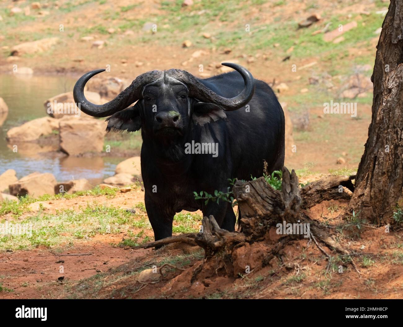 Curious African savanna buffalo bull Stock Photo - Alamy