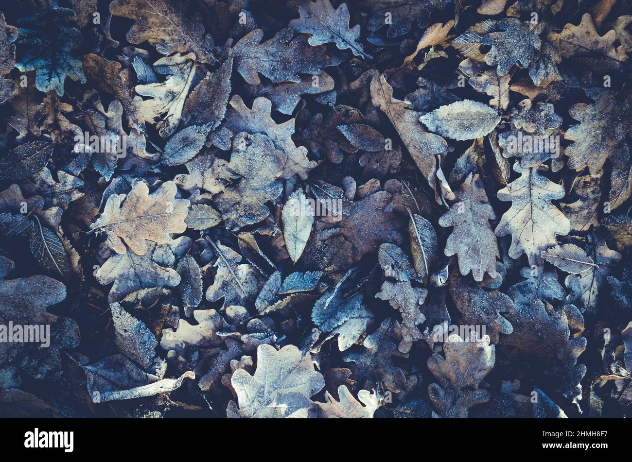 Background made of fallen and frozen of oak leaves in frost Stock Photo ...