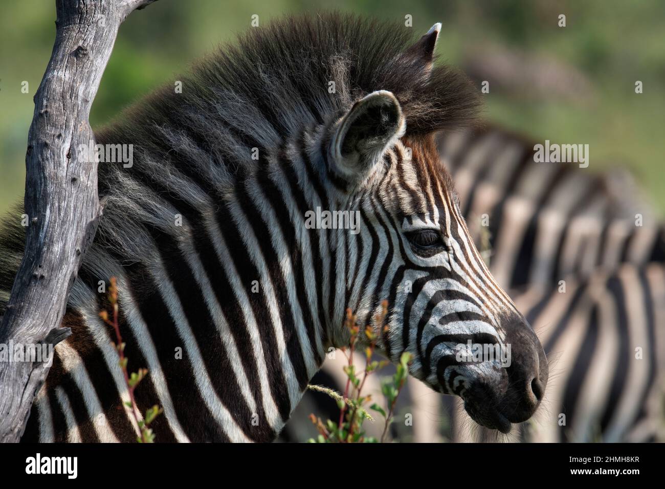 Zebra calf hi-res stock photography and images - Alamy