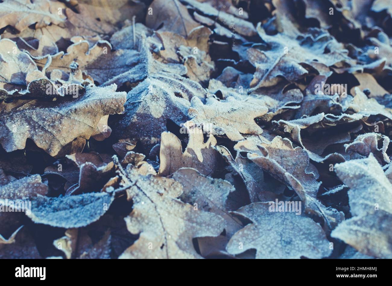 Background made of fallen and frozen of oak leaves in frost Stock Photo ...