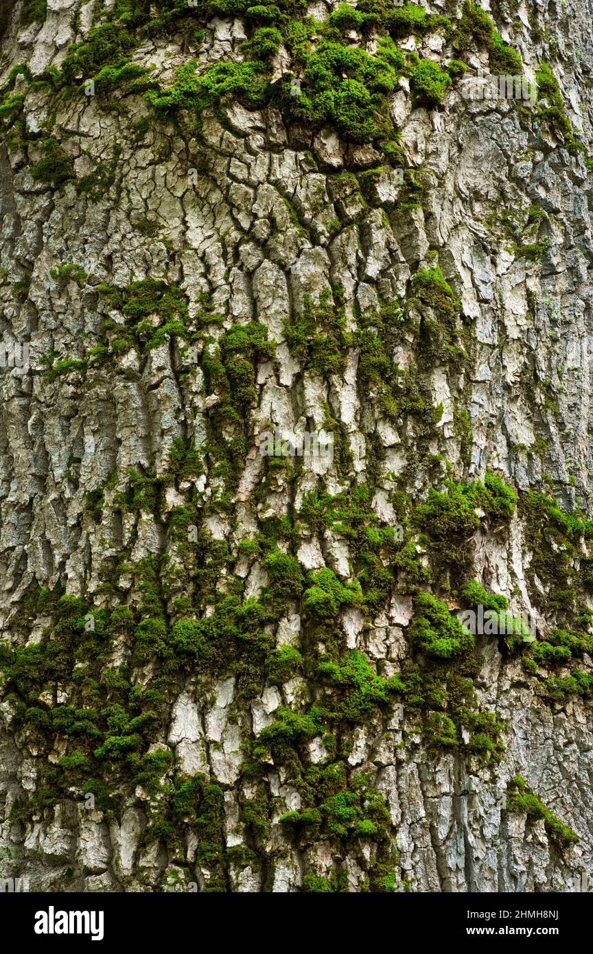 Old oak tree in the billingen nature reserve near skovde hi-res stock ...