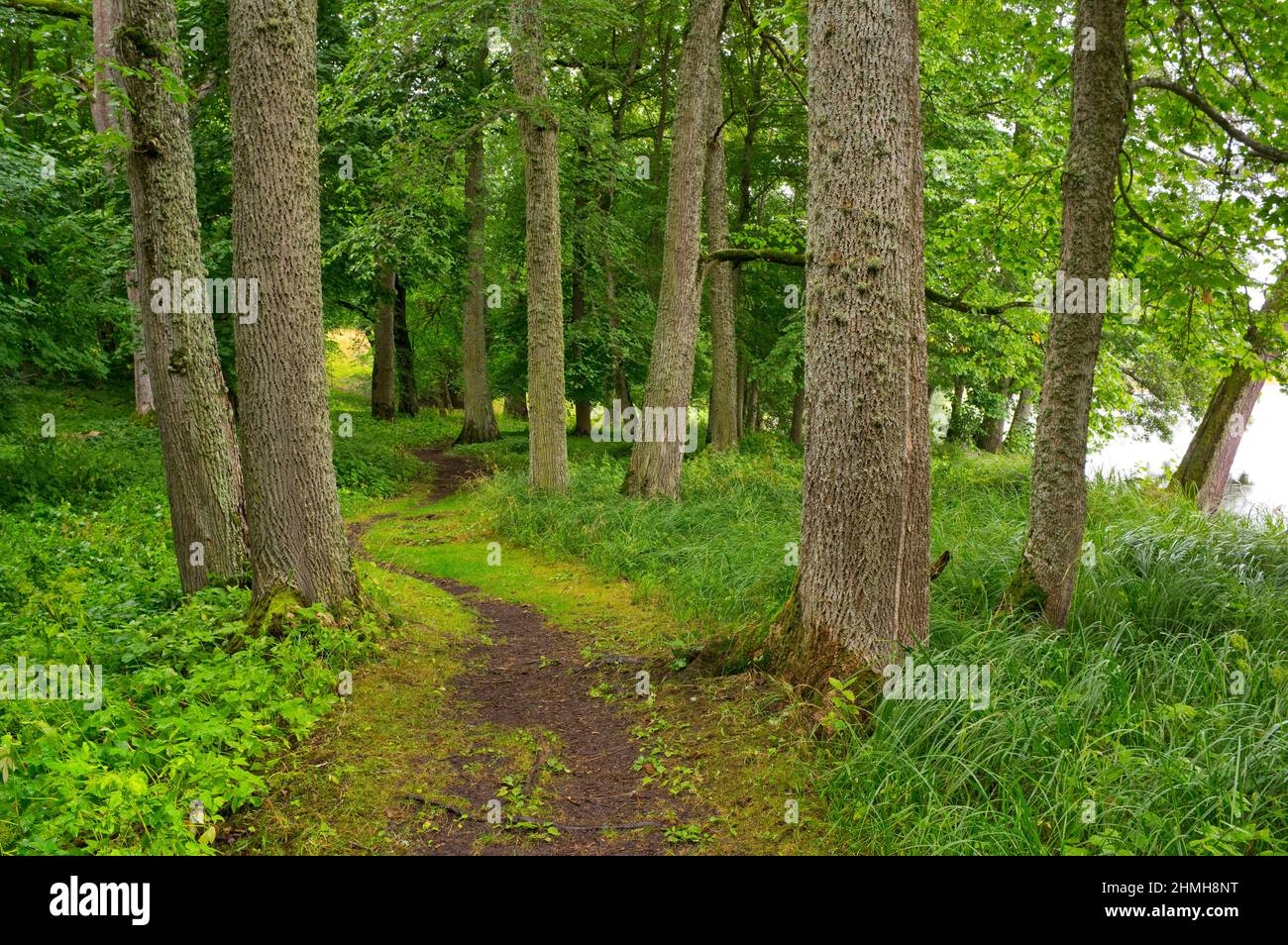 Old oak forest in the billingen nature reserve near skovde hi-res stock ...