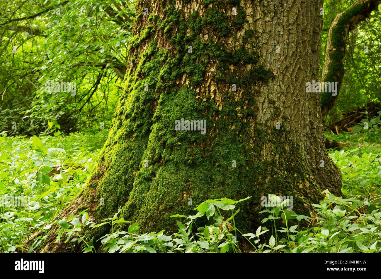 Europe, Sweden, Central Sweden, Västergötland Province, old oak forest ...