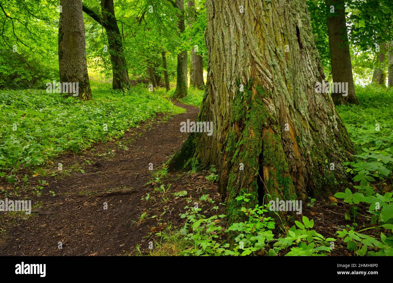 Old oak forest in the billingen nature reserve near skovde hi-res stock ...