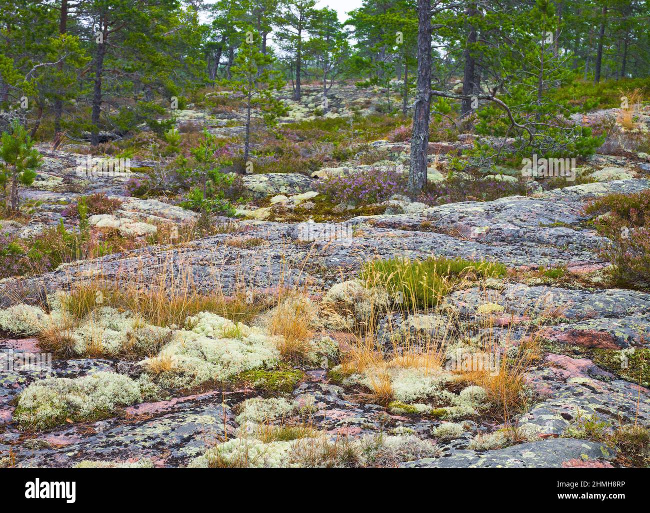 Boreal coniferous forest hi-res stock photography and images - Alamy