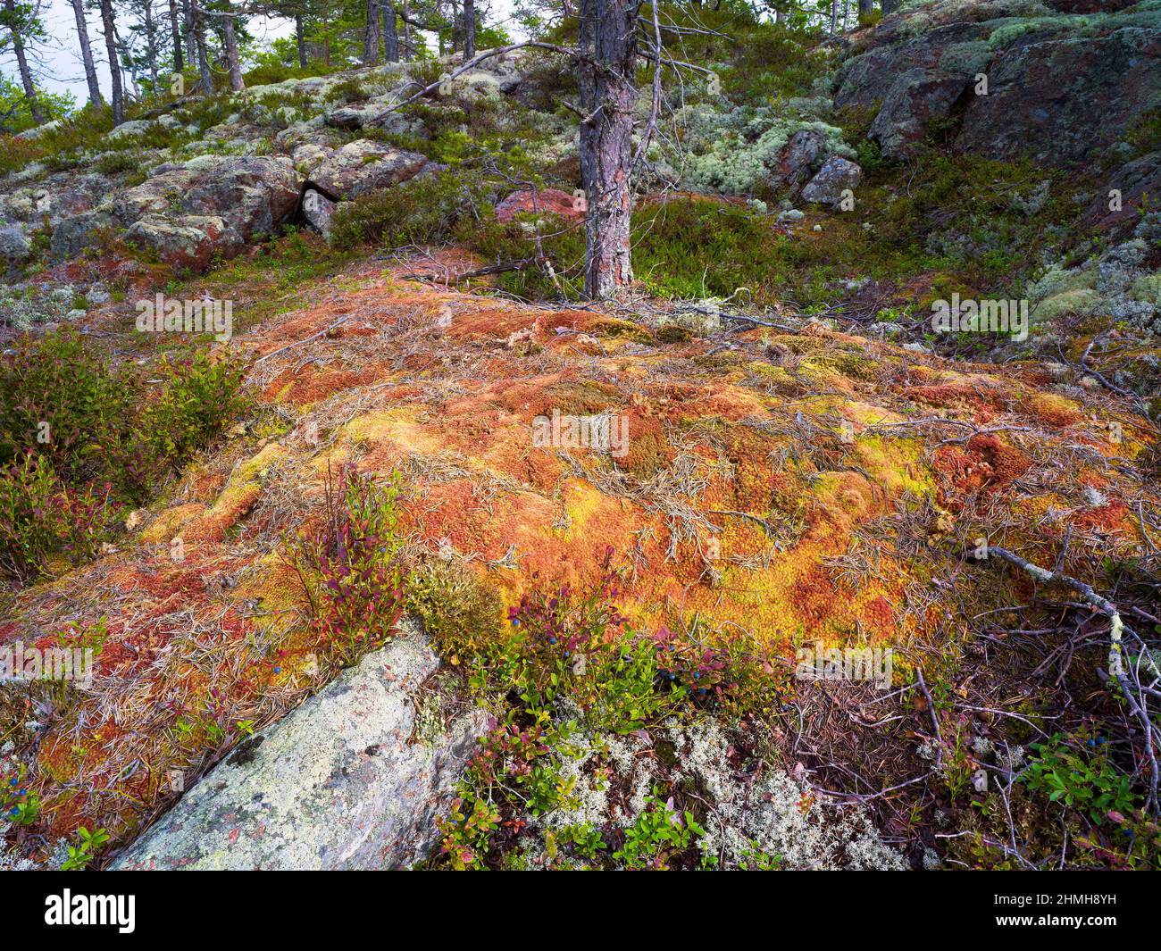 Boreal coniferous forest hi-res stock photography and images - Alamy