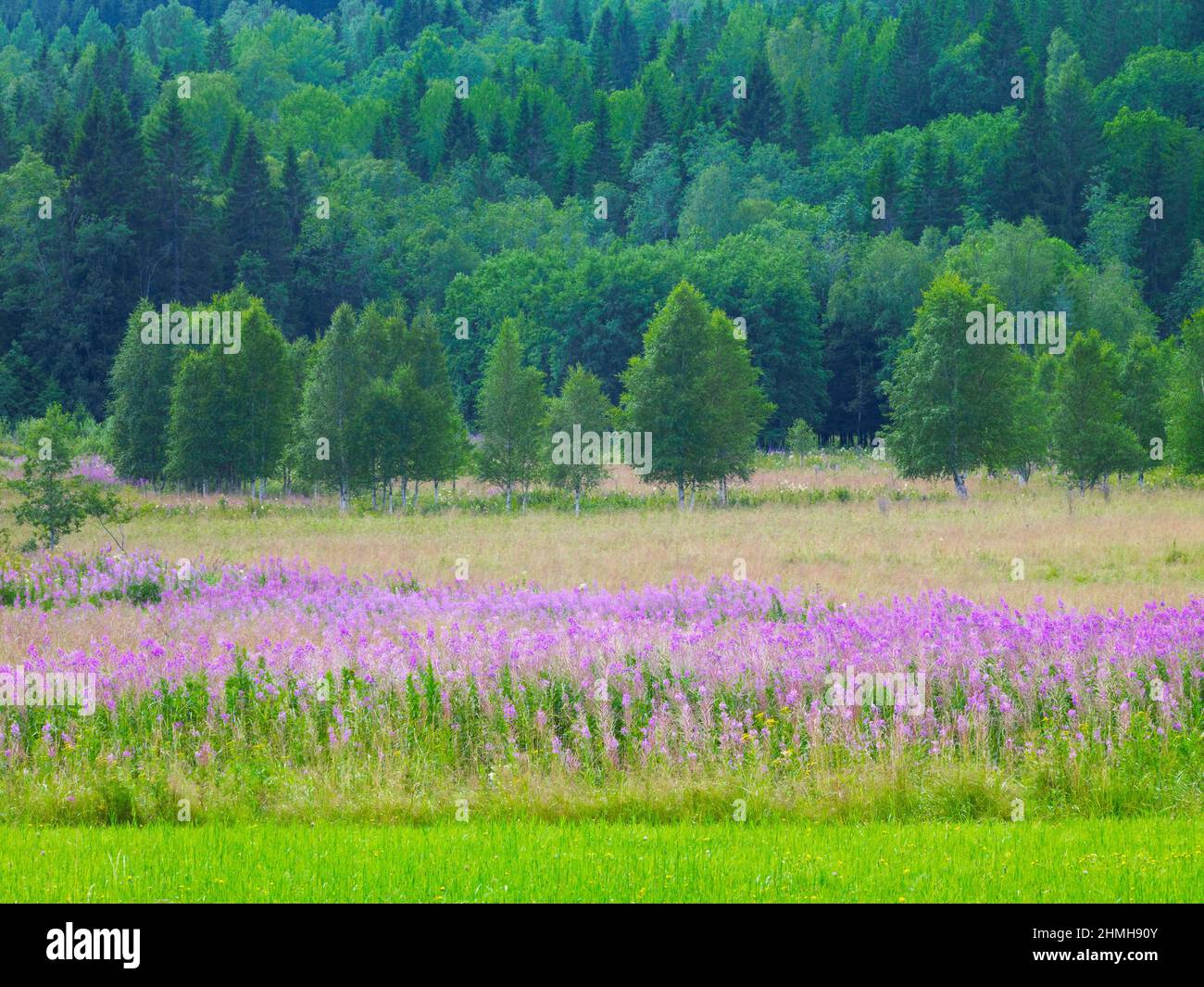 Europe, Sweden, Northern Sweden, Angermanland Province, UNESCO World ...
