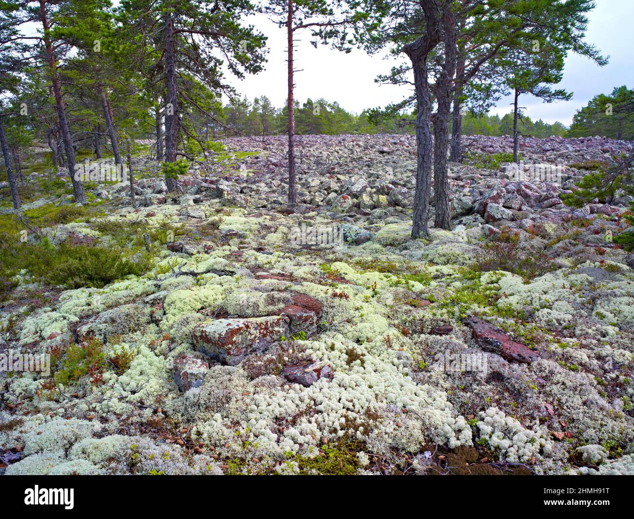 Europe, Sweden, Northern Sweden, Angermanland Province, UNESCO World ...