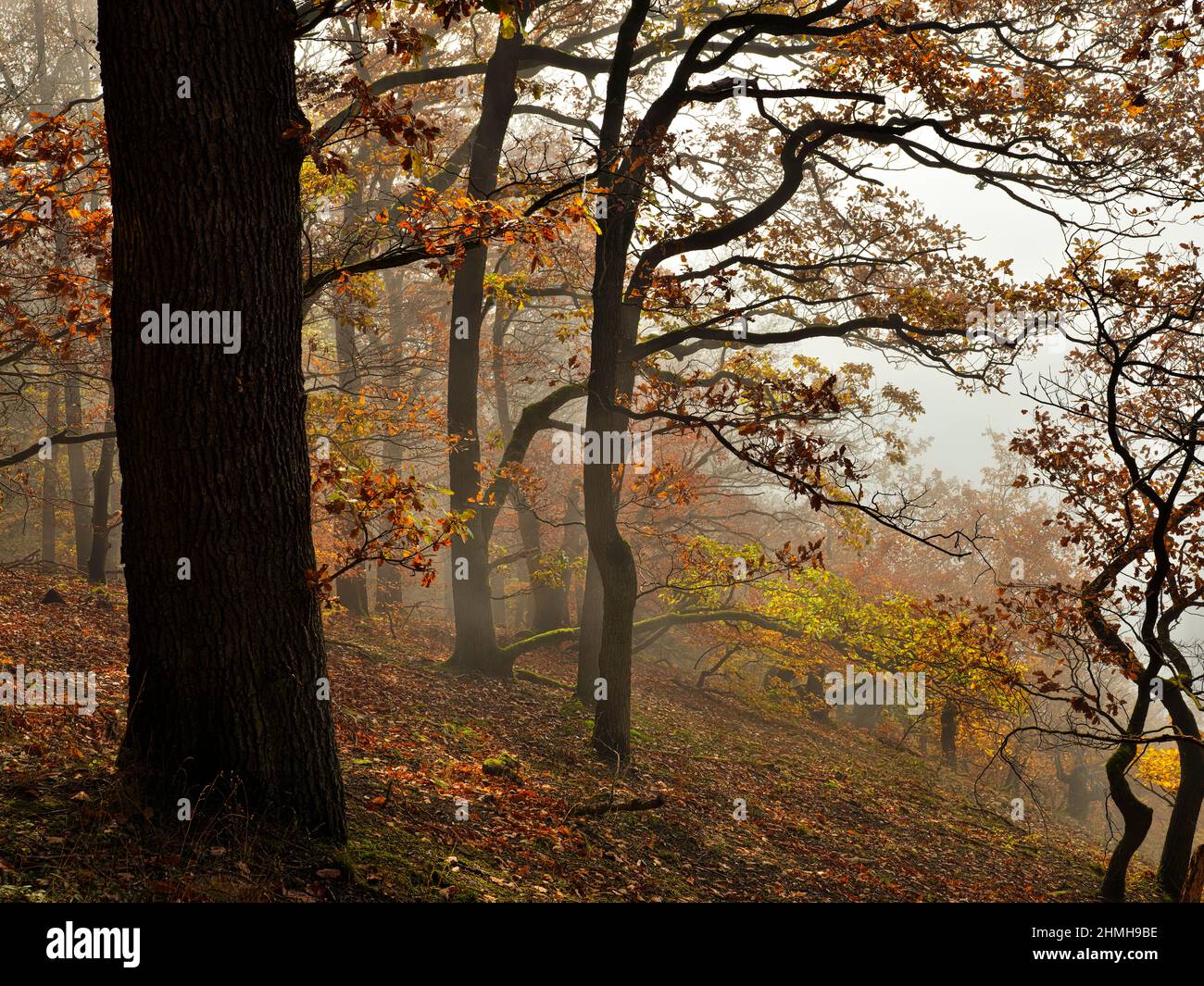 Europe, Germany, Hesse, Waldecker Land, Kellerwald-Edersee National ...