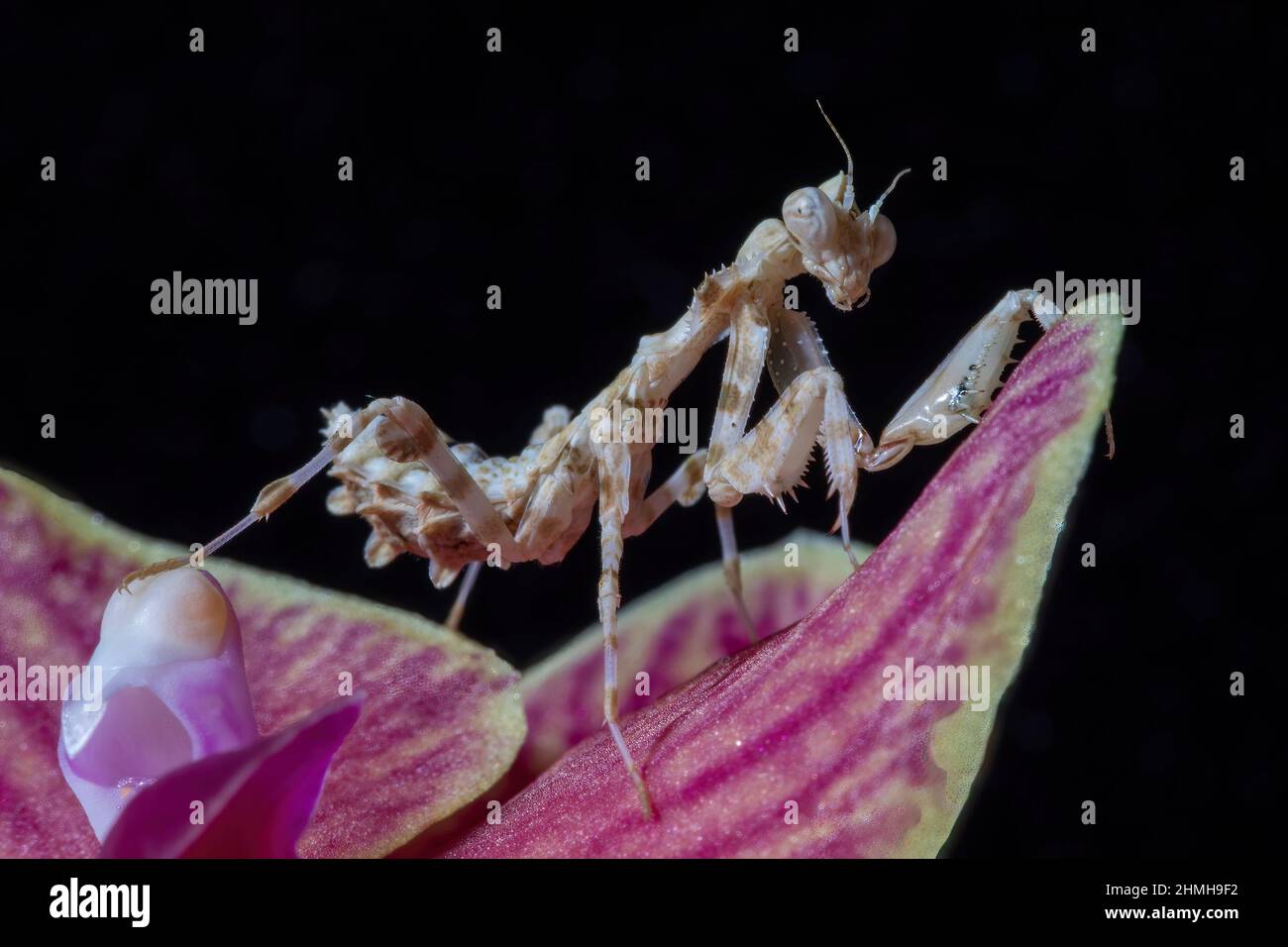 A close up macro photograph of a L3 Thistle Mantis nymph, climbing ...