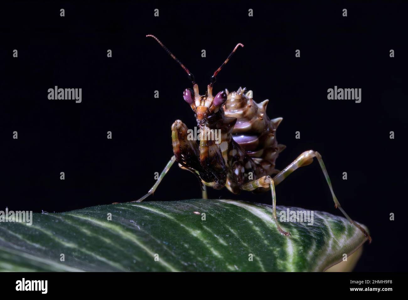 Spiney flower mantis hi-res stock photography and images - Alamy