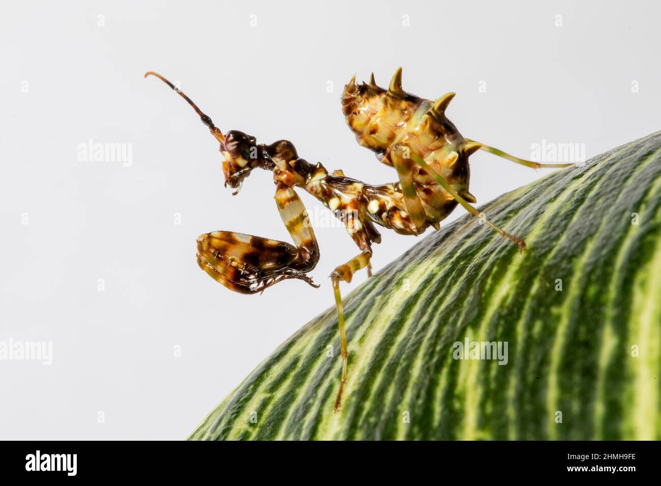 Pseudocreobotra wahlbergii hi-res stock photography and images - Alamy
