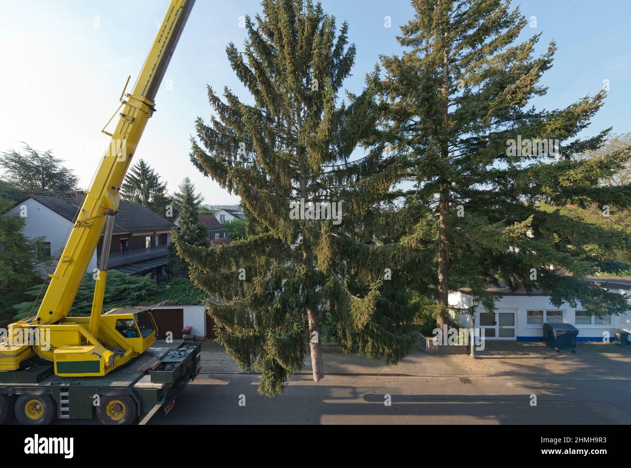 Felling of a tall tree hi-res stock photography and images - Alamy