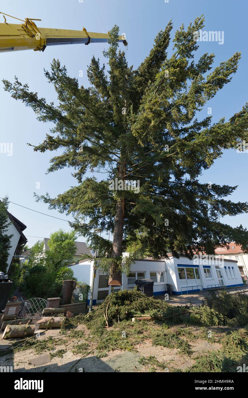 Felling of a tall tree hi-res stock photography and images - Alamy