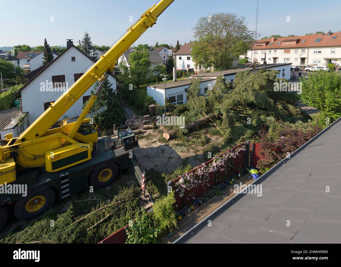 Series of images for a tree felling Stock Photo - Alamy
