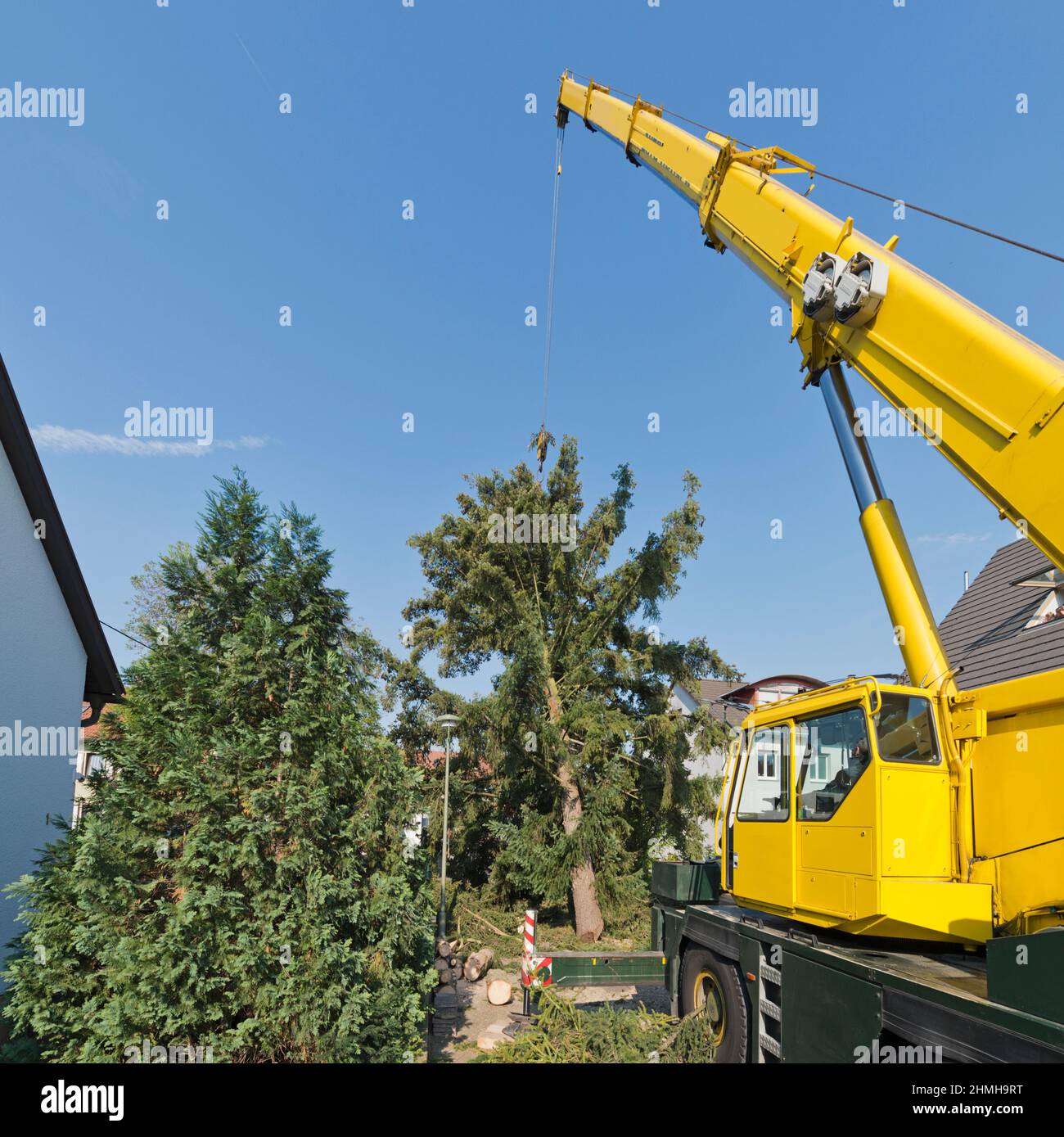 Series of images for a tree felling Stock Photo - Alamy