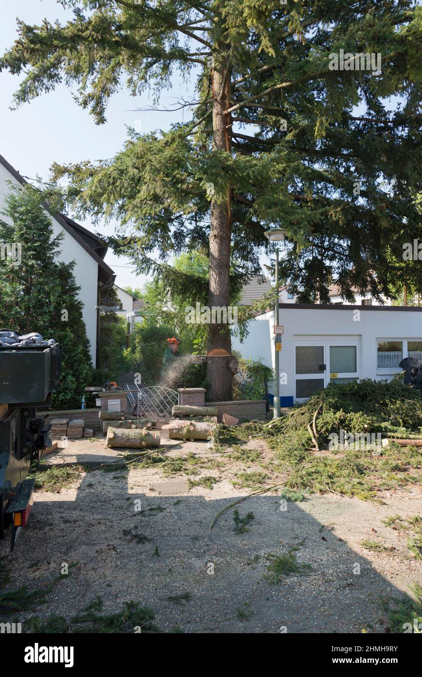 Man cutting tall tree hi-res stock photography and images - Alamy