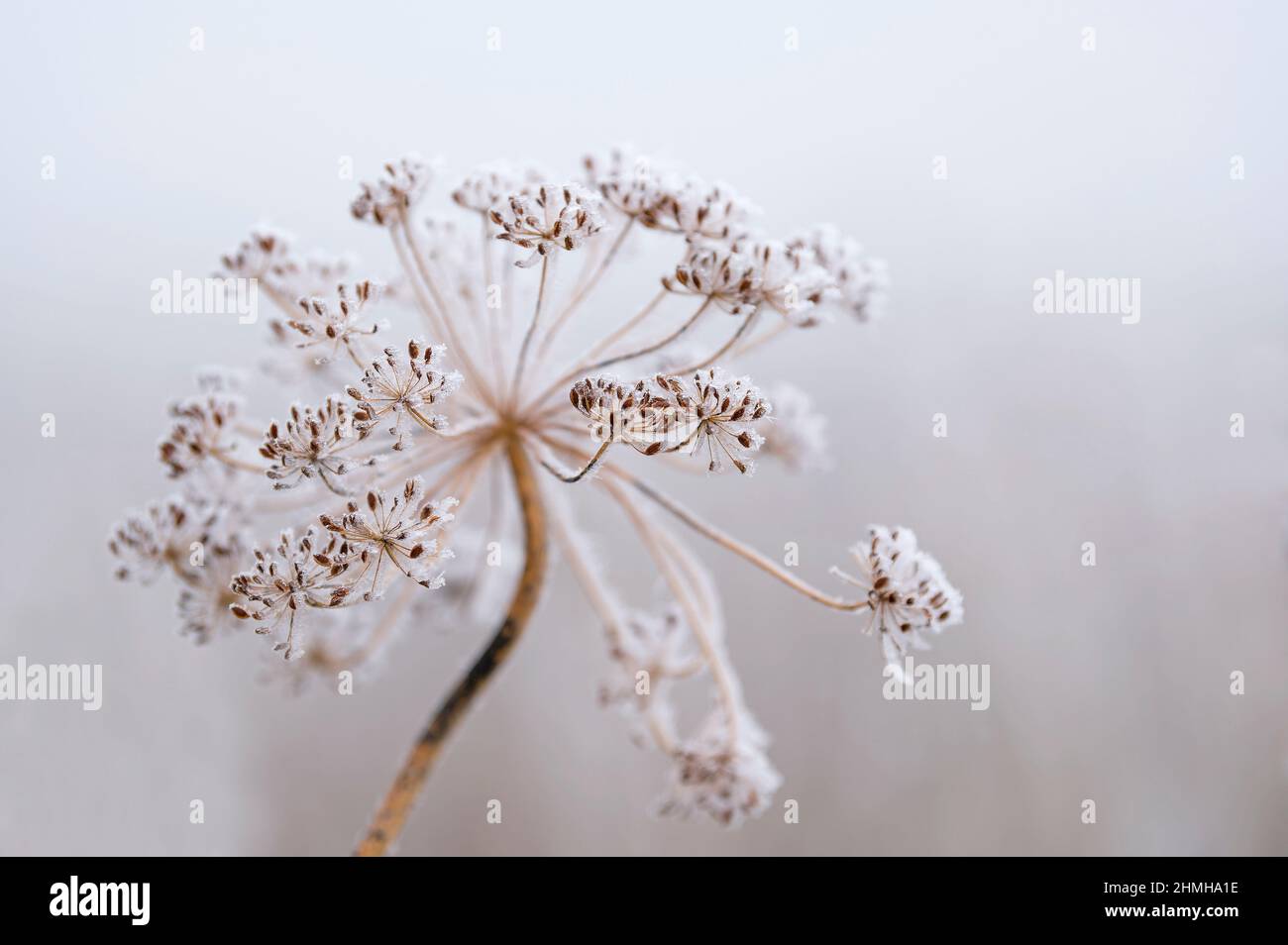 Withered umbel hi-res stock photography and images - Alamy