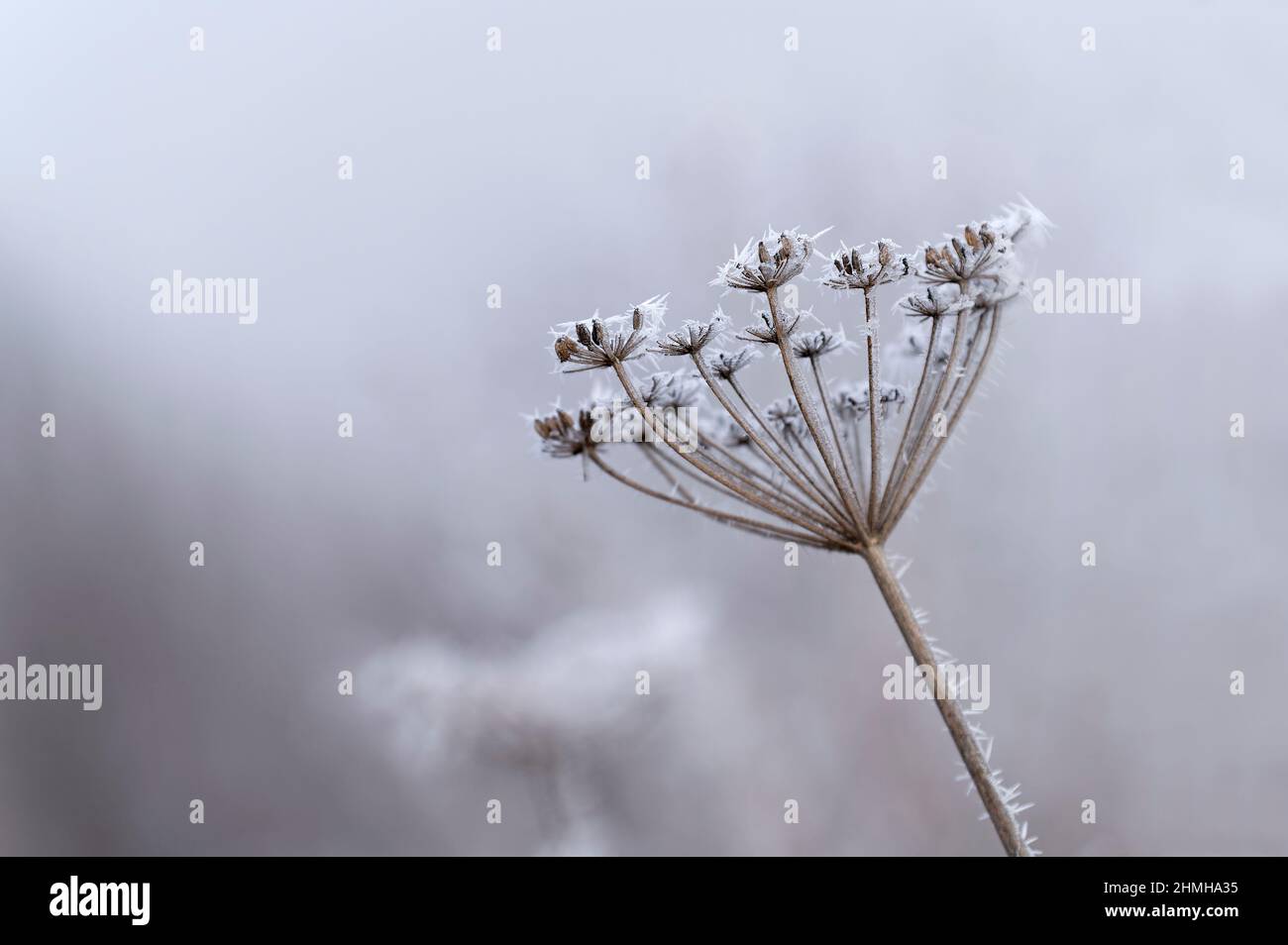 Hoar frost covers a dried up umbel of fennel, Germany, Baden ...