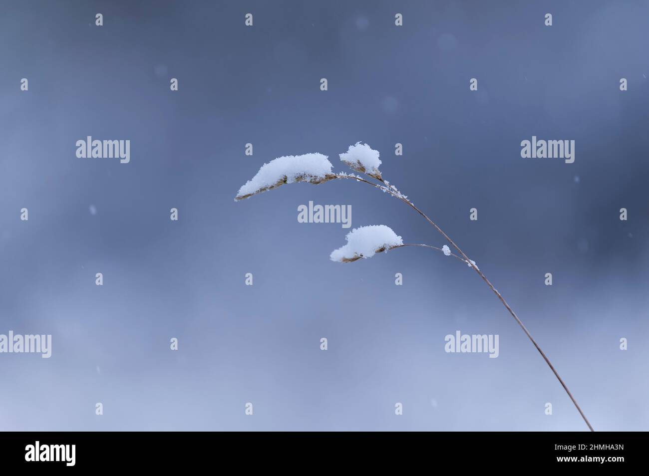 Panicle grasses hi-res stock photography and images - Alamy