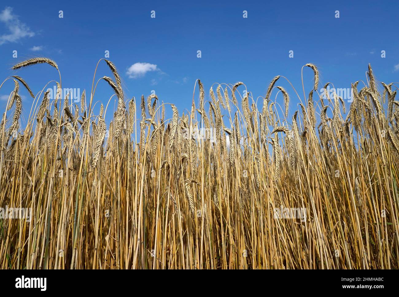 Germany, Bavaria, Upper Bavaria, Altötting district, agriculture, rye ...