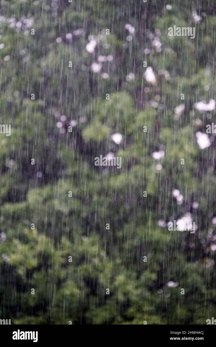 Germany, Bavaria, Upper Bavaria, deciduous tree, treetop, rain, heavy ...