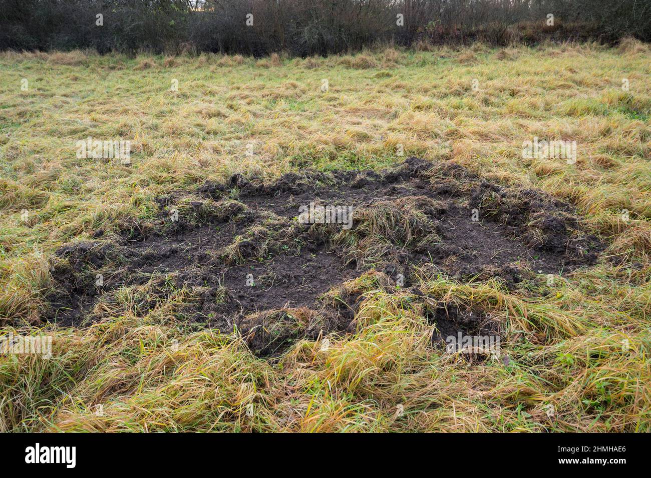 Damage by wild boar hi-res stock photography and images - Alamy
