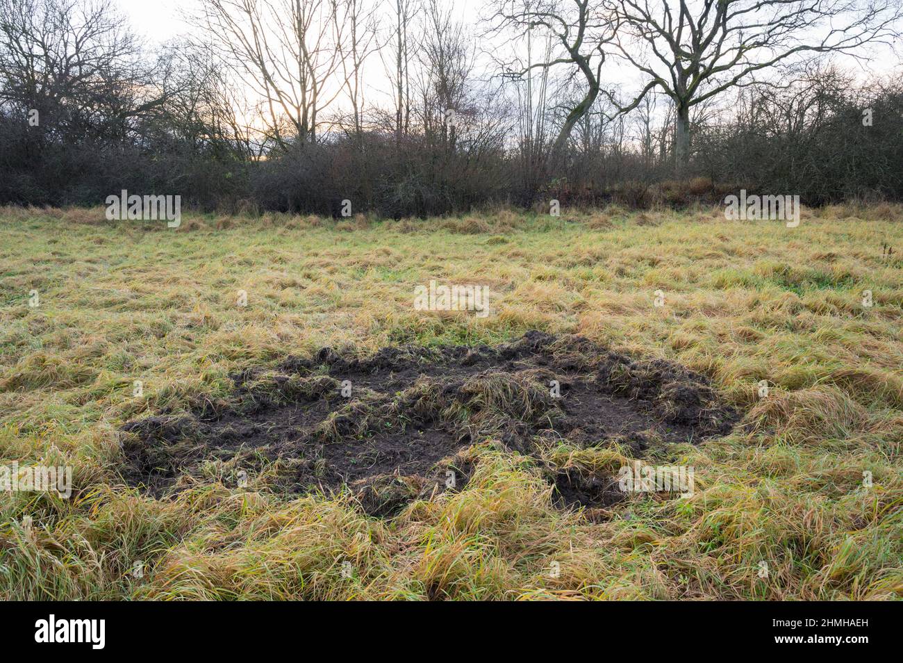 Wild boar damage hi-res stock photography and images - Alamy