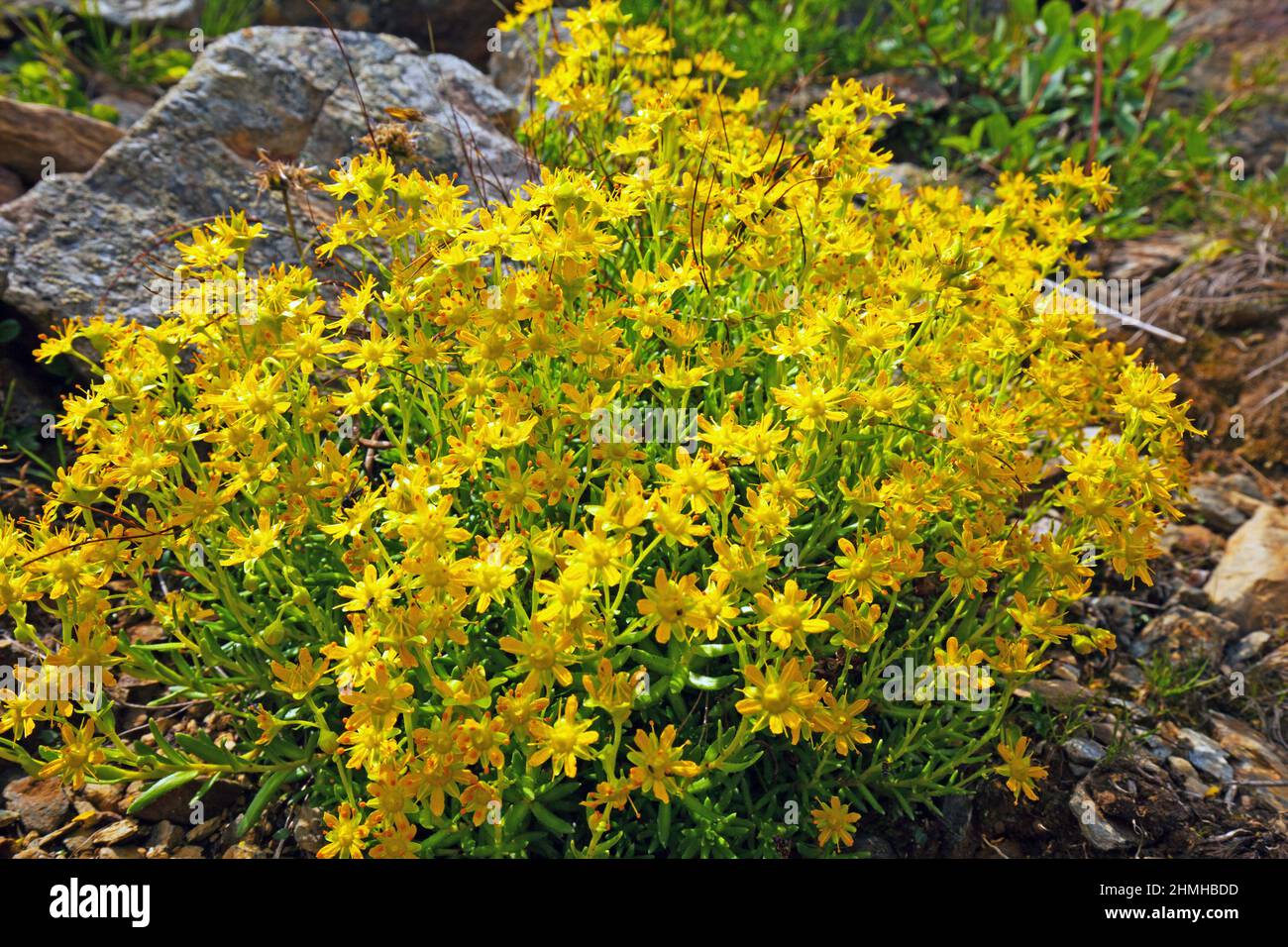 yellow mountain saxifrage, Saxifraga aizoides, location spring meadows ...