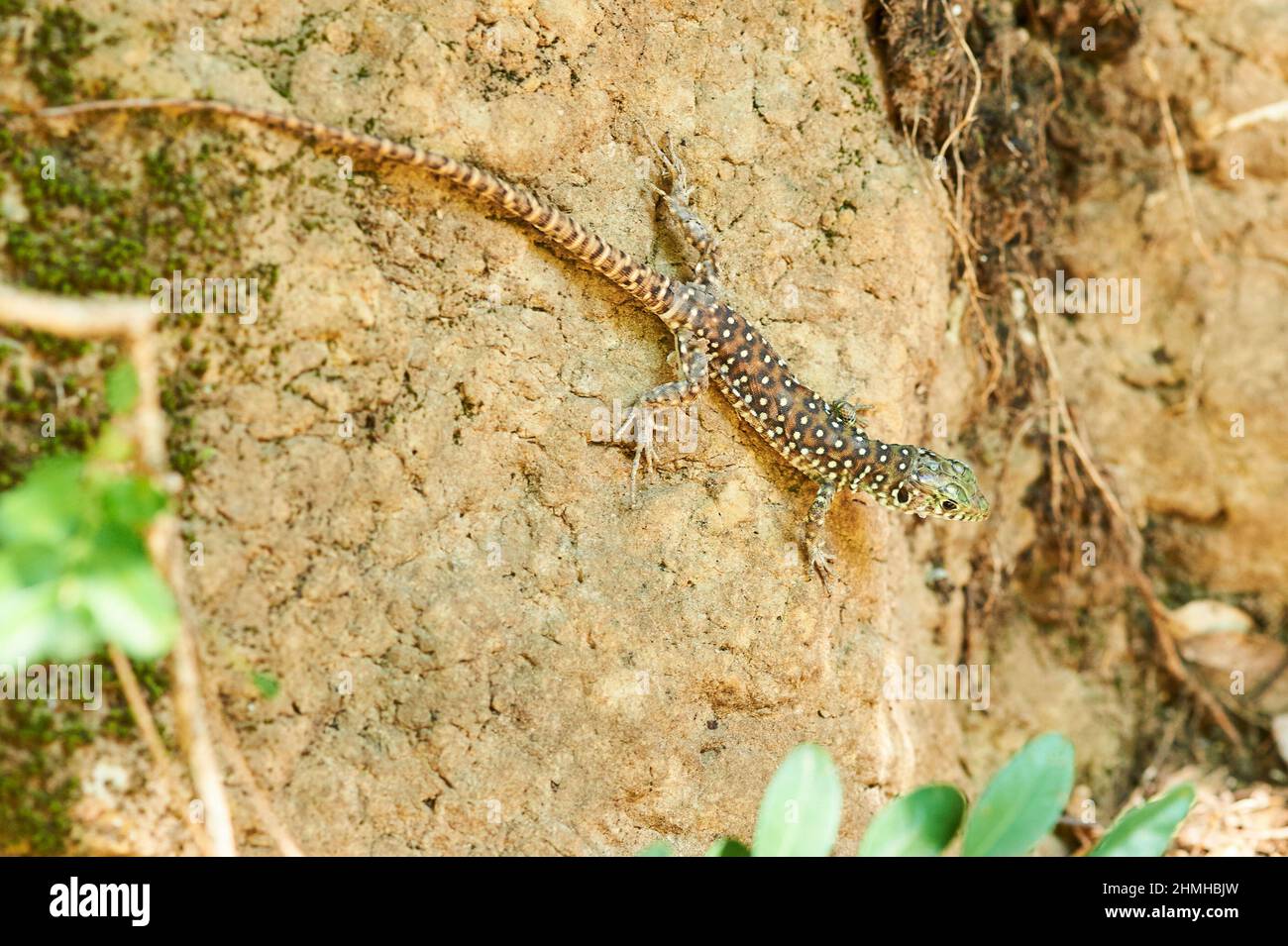 ocellated lizard (Timon lepidus), young animal, Catalonia, Spain ...
