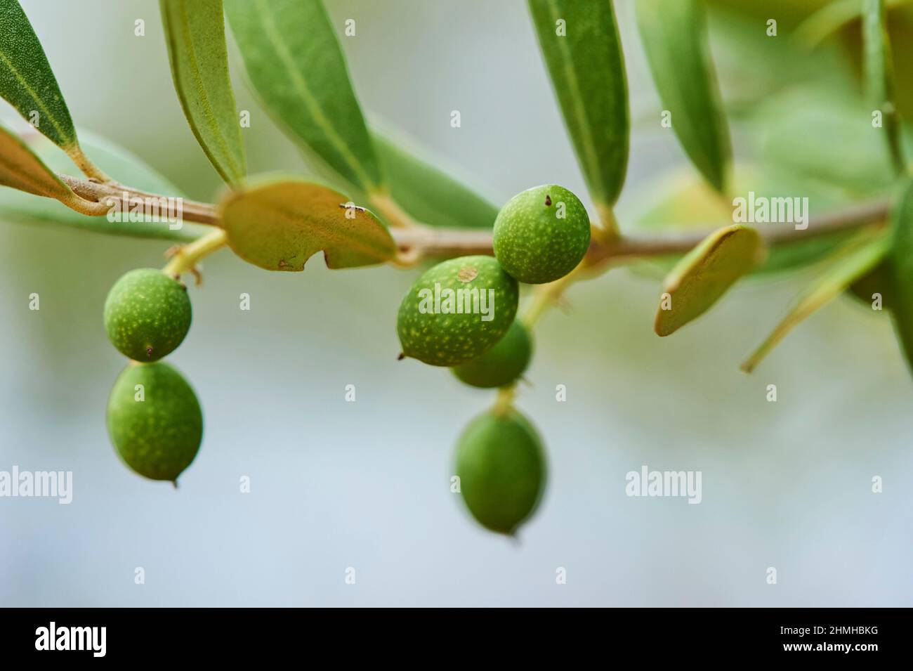 Green olives (Olea europaea) hanging on the tree, Catalonia, Spain ...